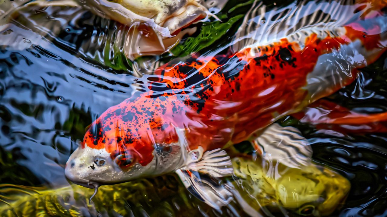 ¿Qué significan las famosas carpas koi por su color?